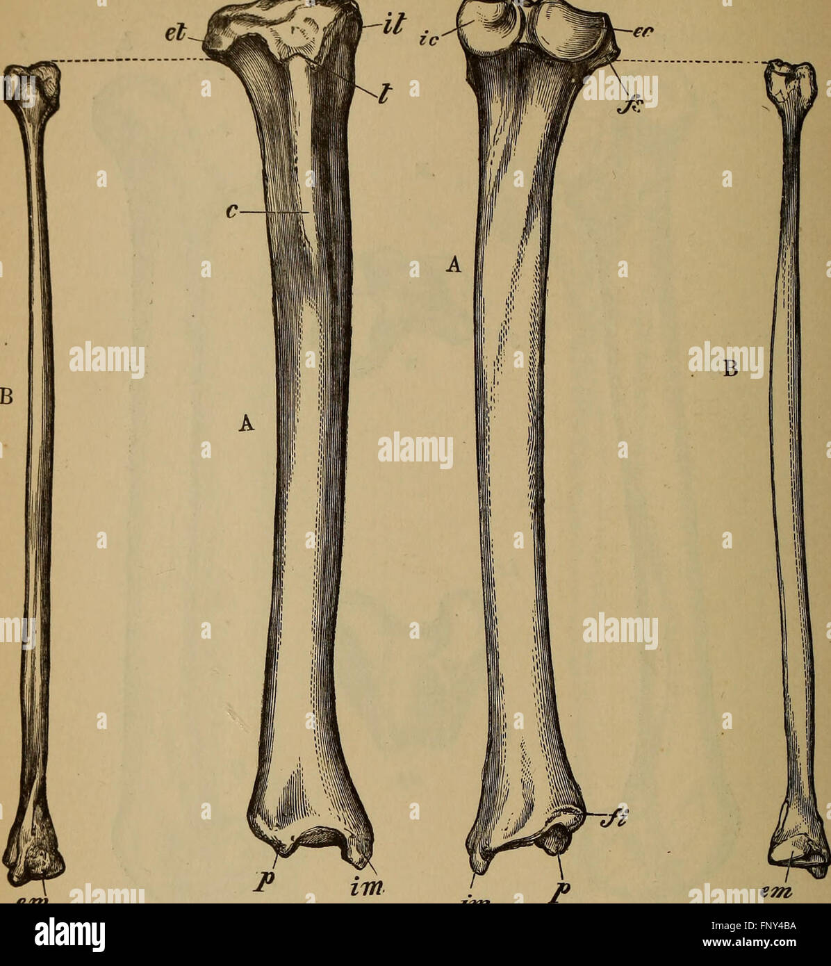 The cat - an introduction to the study of backboned animals, especially ...