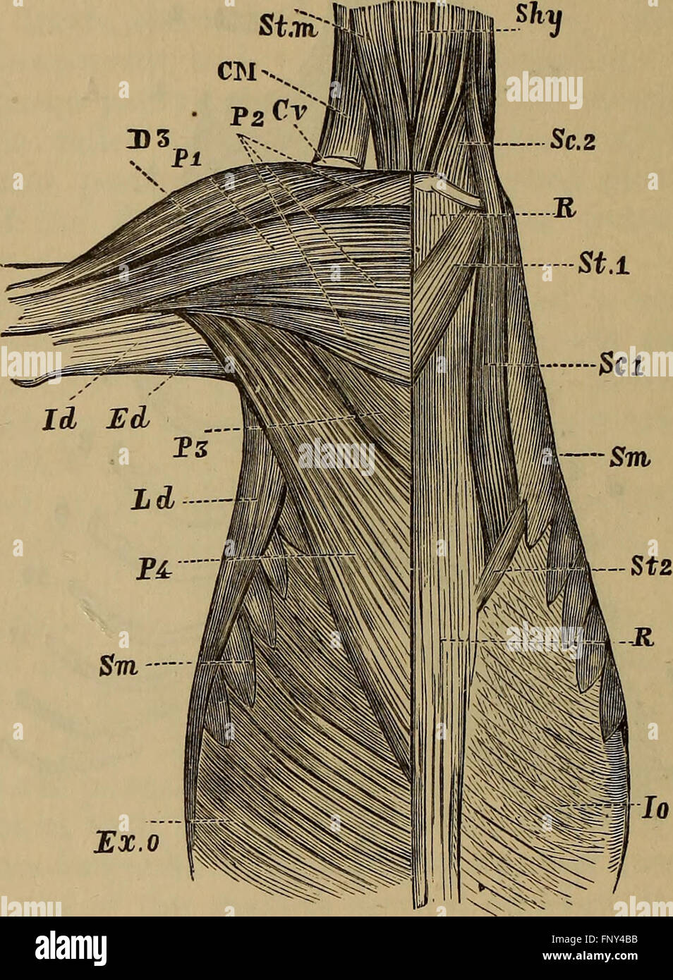 This 1881 work introduces the cat within the broader study of backboned ...