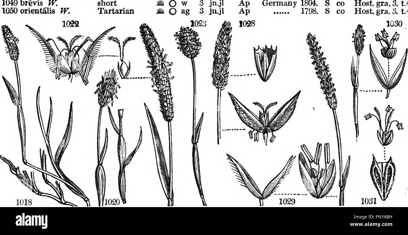 This encyclopedia provides a comprehensive guide to plant species ...