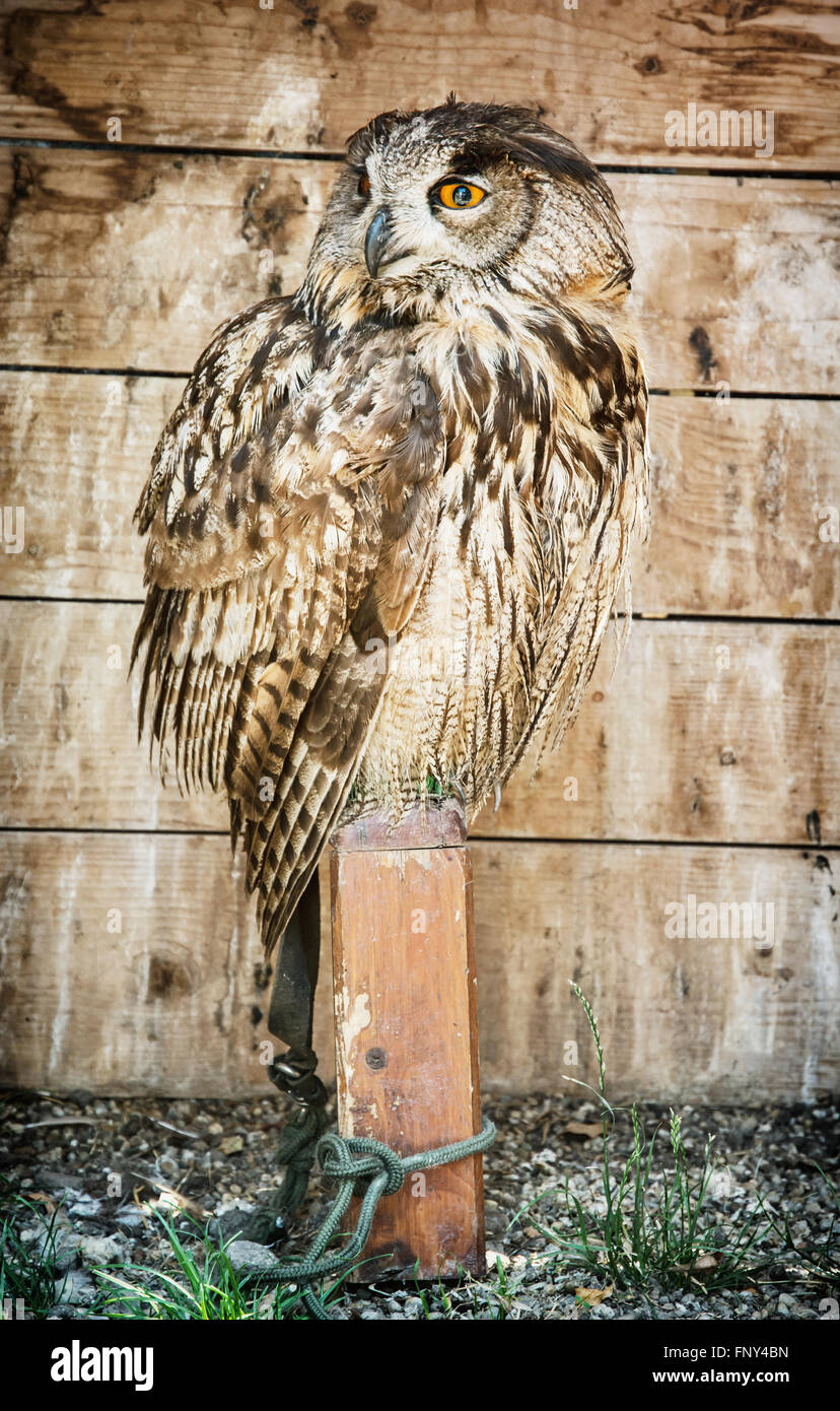 Eurasian eagle owl - Bubo bubo – bird scene. Beauty in nature Stock ...