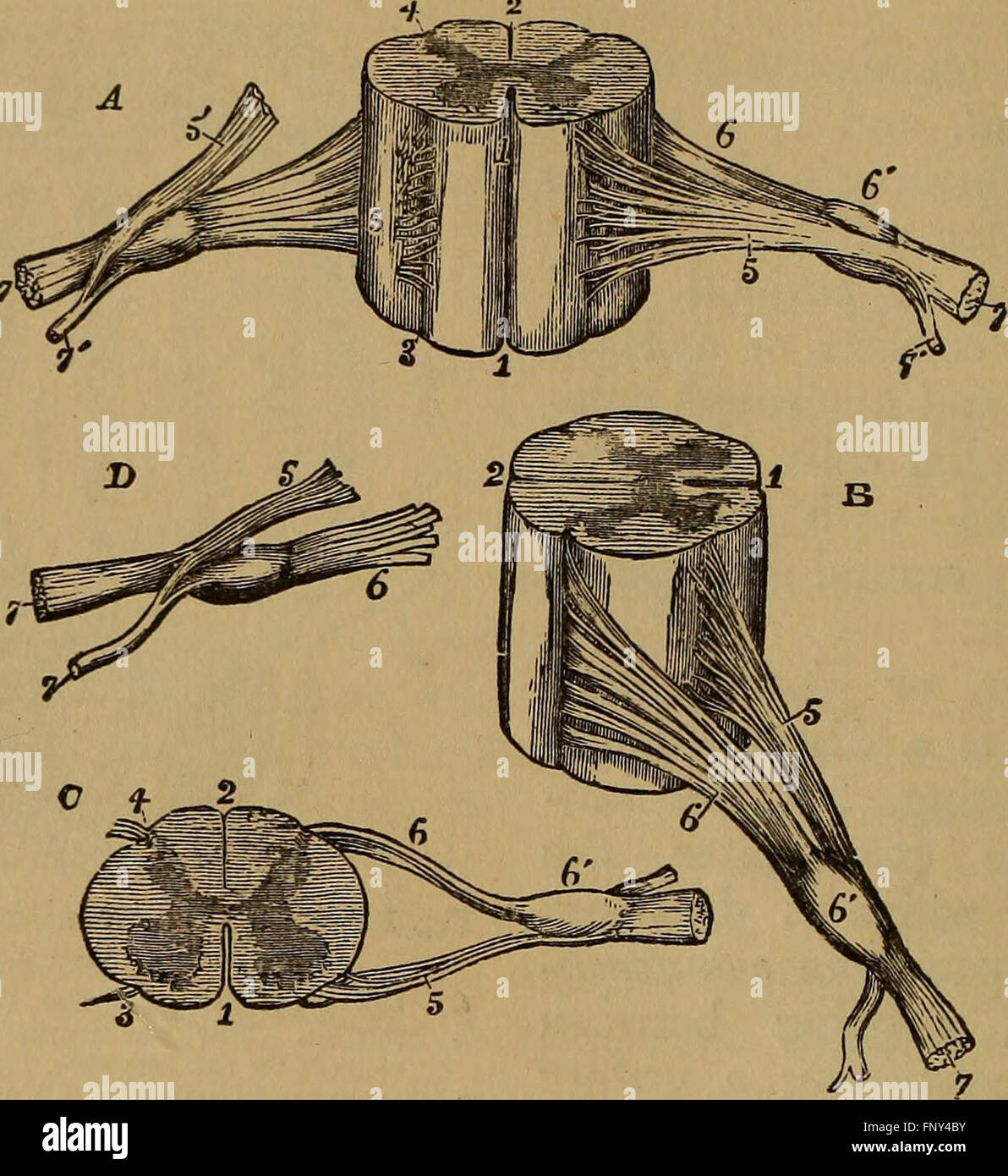 A 1881 introduction to the study of cats and other backboned animals ...