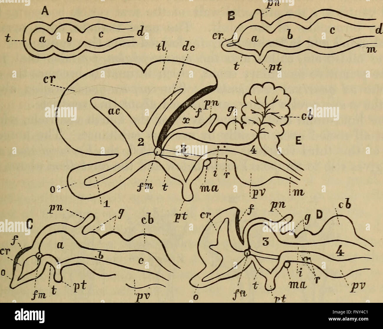 This 1881 work introduces the study of backboned animals with a focus ...