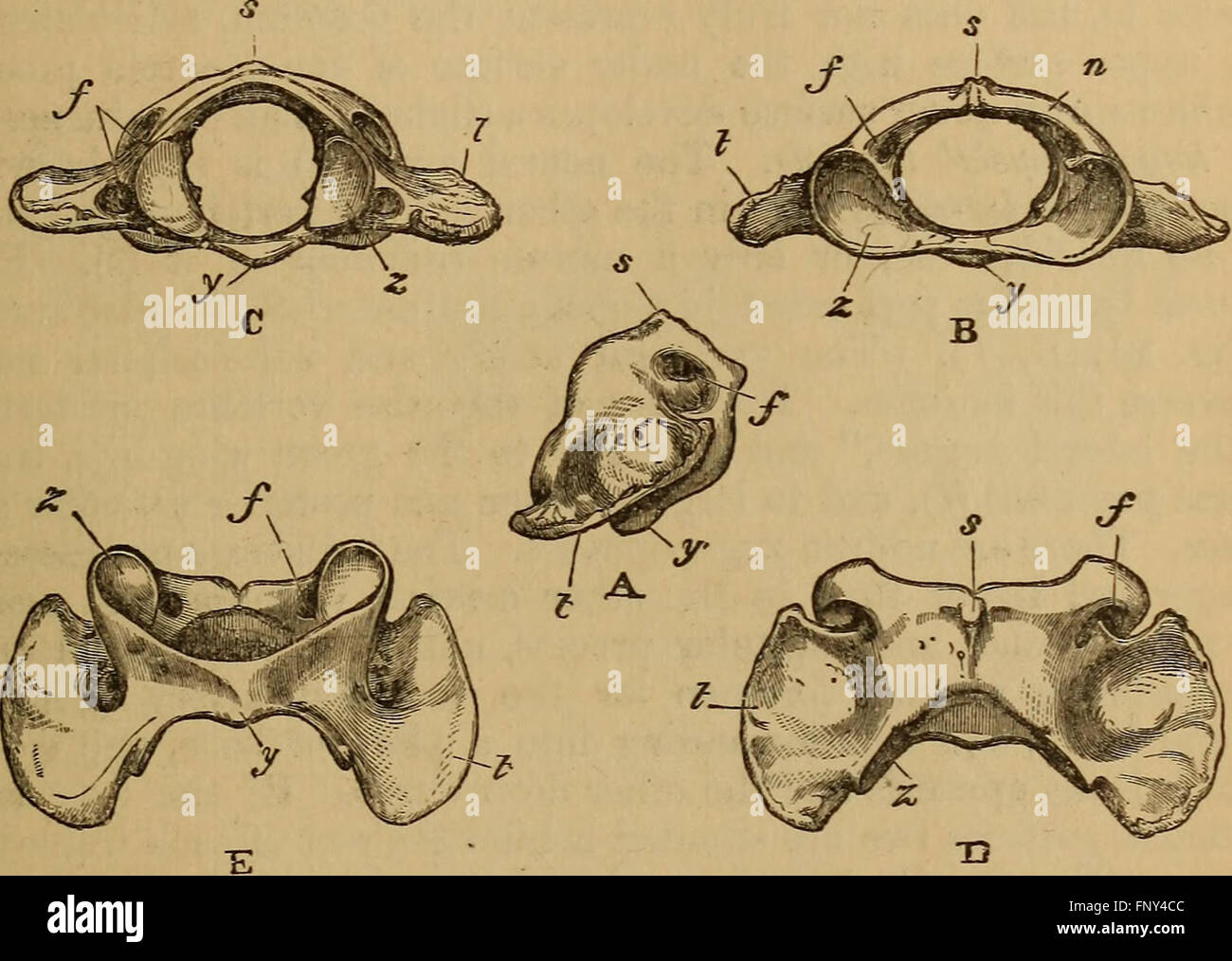 This 1881 book introduces the study of backboned animals, focusing on ...
