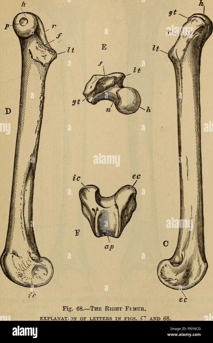 The cat - an introduction to the study of backboned animals, especially ...