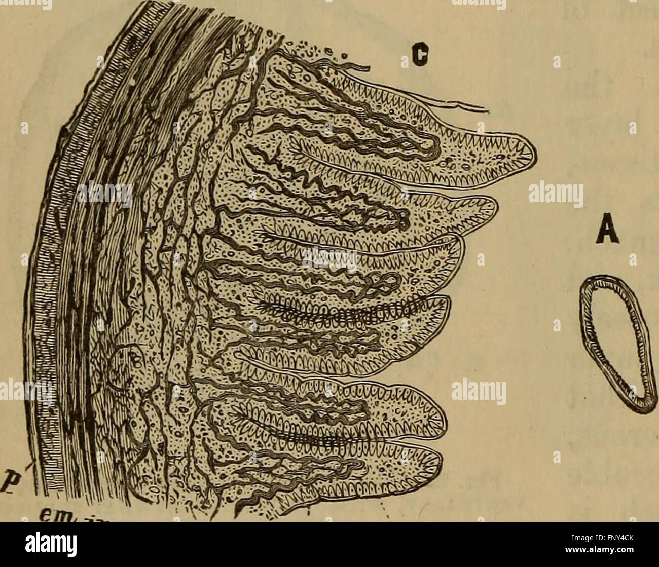 The cat - an introduction to the study of backboned animals, especially ...