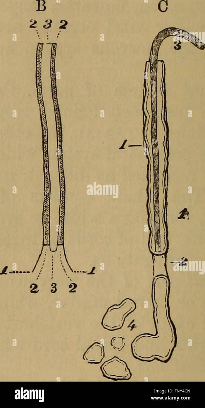 This 1881 book introduces the study of cats as part of the broader ...