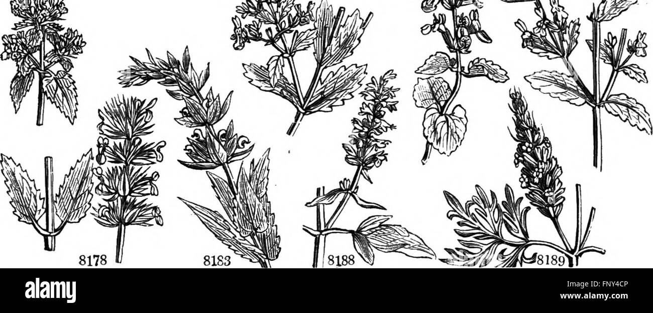 This encyclopedia offers a detailed look at plants, including their ...