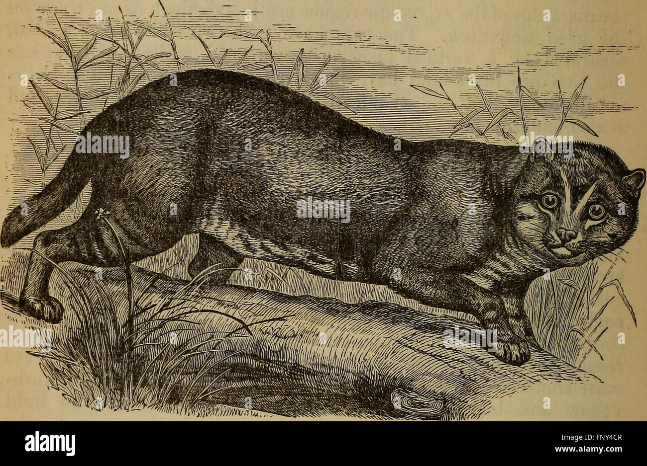 An introductory text on the study of cats as backboned animals ...