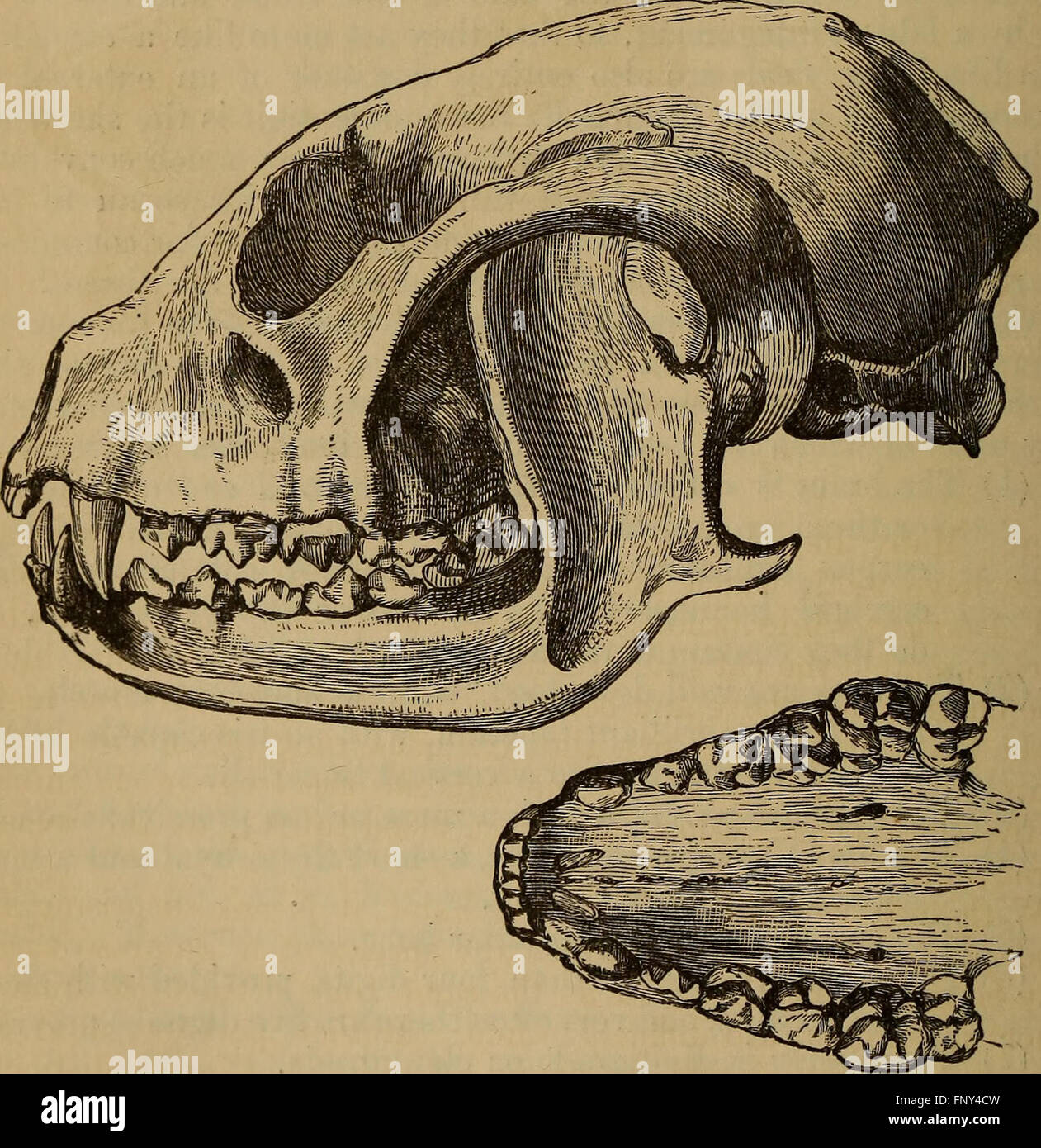 The cat - an introduction to the study of backboned animals, especially ...
