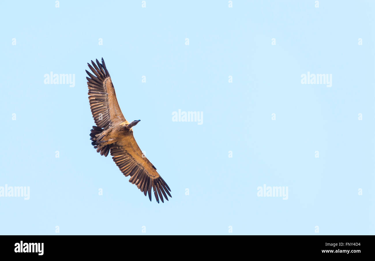 Vulture in flight overhead against a blue sky in Africa Stock Photo - Alamy