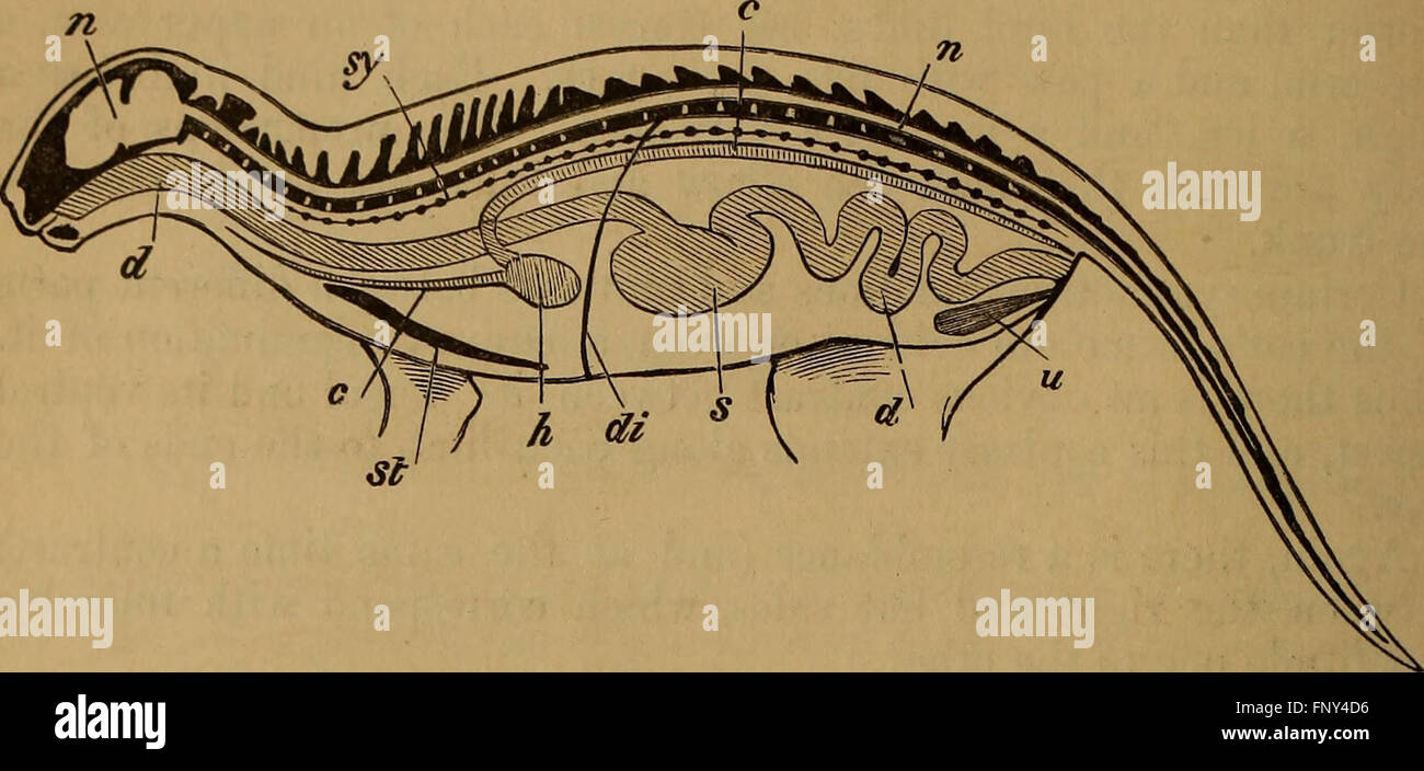 The cat - an introduction to the study of backboned animals, especially ...