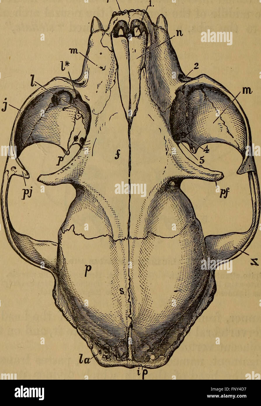 The cat - an introduction to the study of backboned animals, especially ...