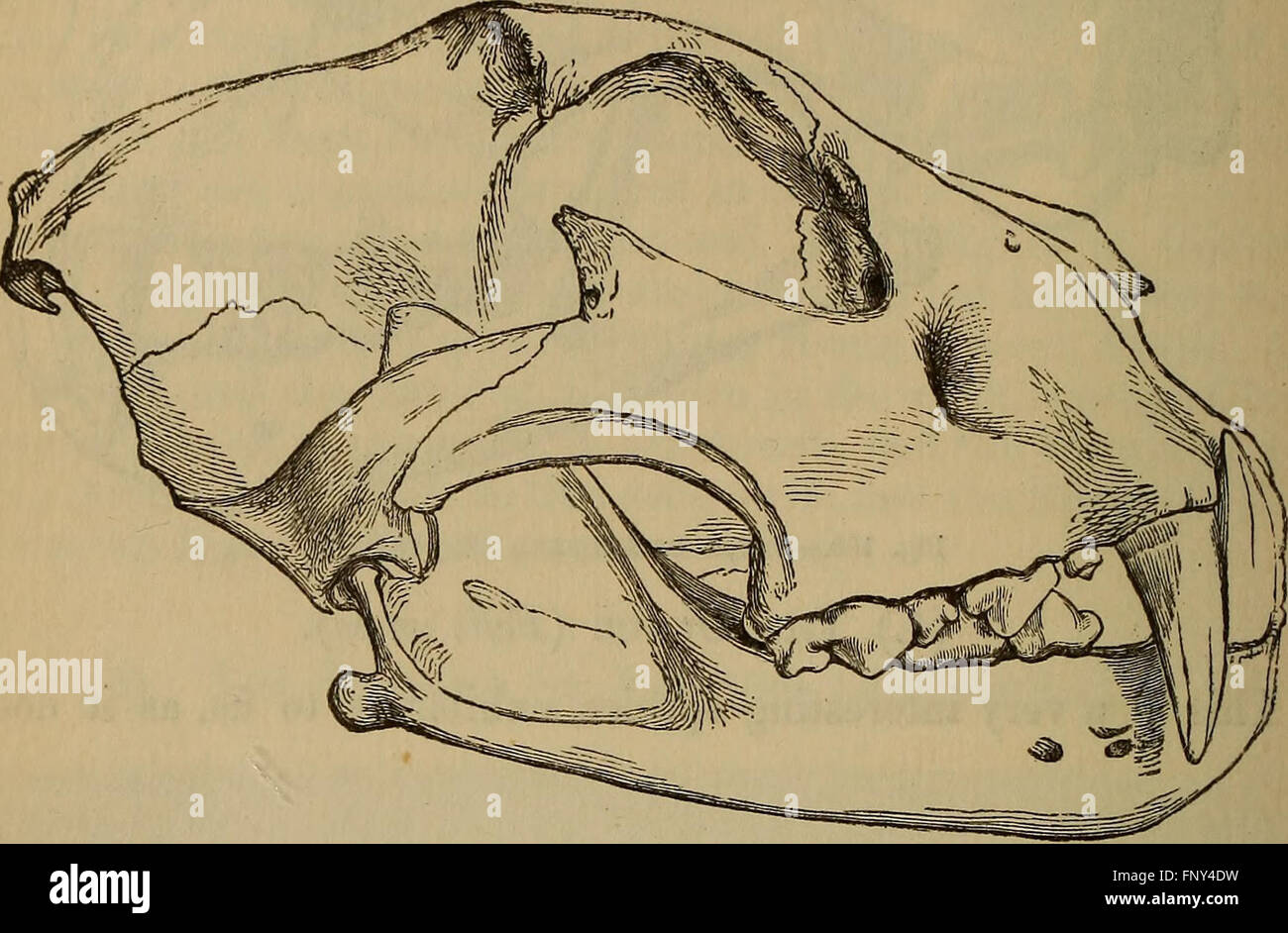 *The Cat* (1881) offers an introduction to the biological study of cats ...