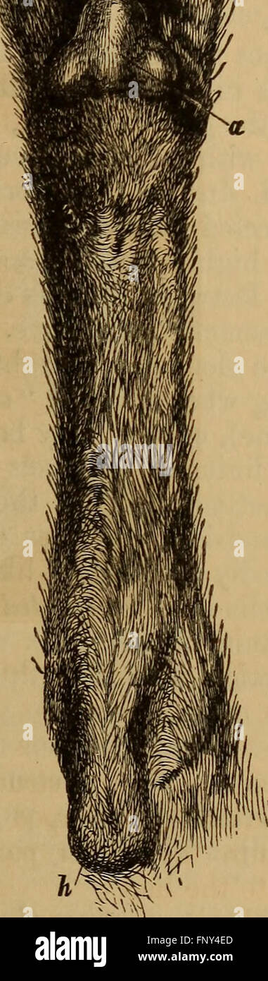 This 1881 work introduces the study of cats within the context of ...
