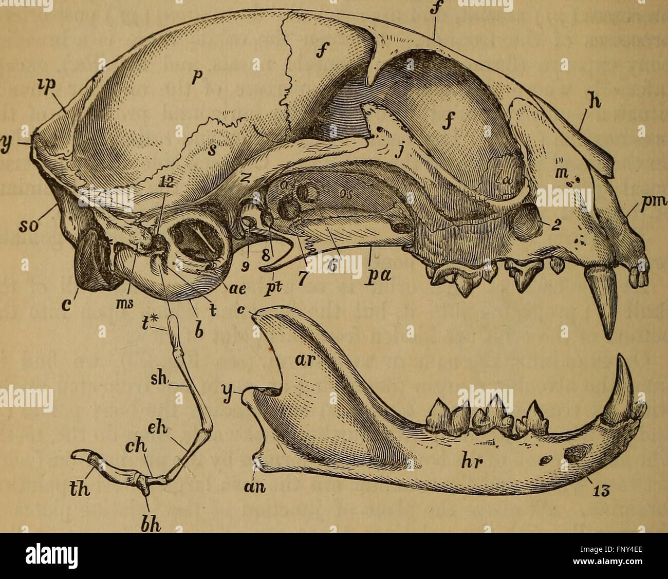 The cat - an introduction to the study of backboned animals, especially ...