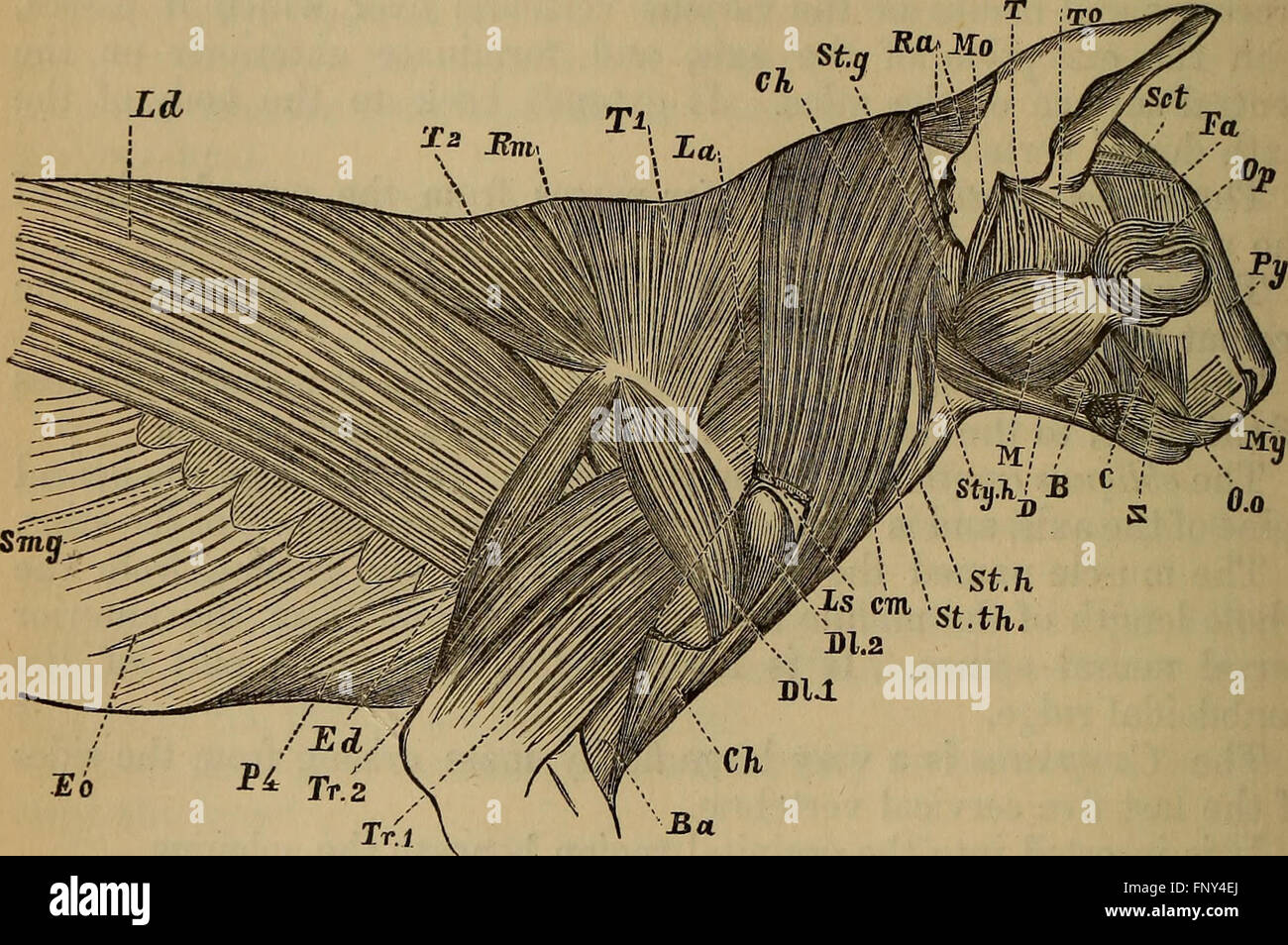 This 1881 work introduces cats as part of the broader study of ...