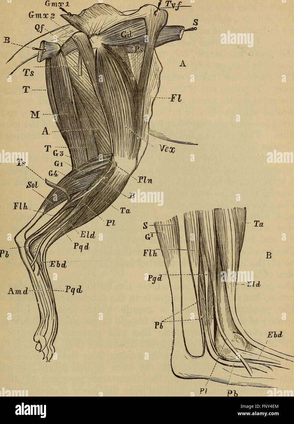 The cat - an introduction to the study of backboned animals, especially ...