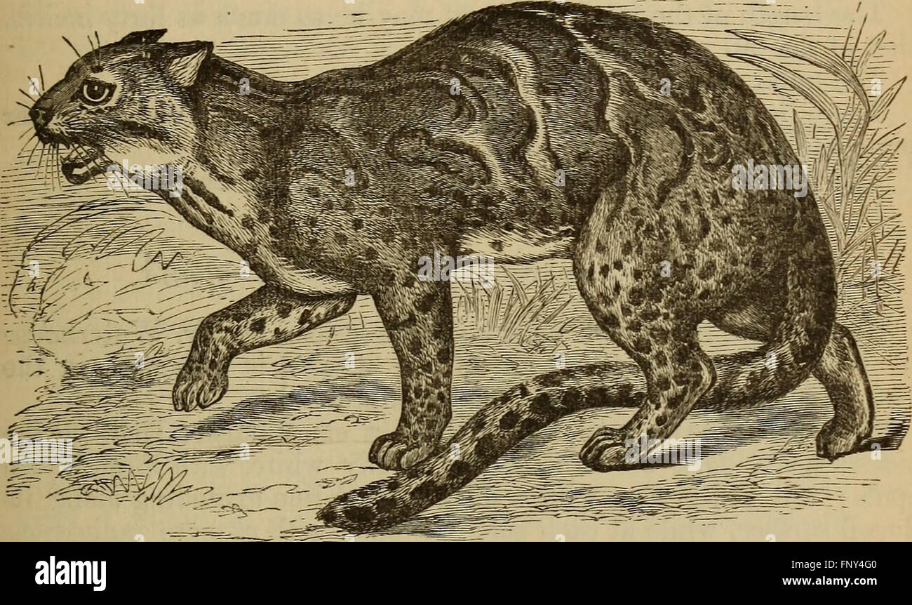The cat - an introduction to the study of backboned animals, especially ...