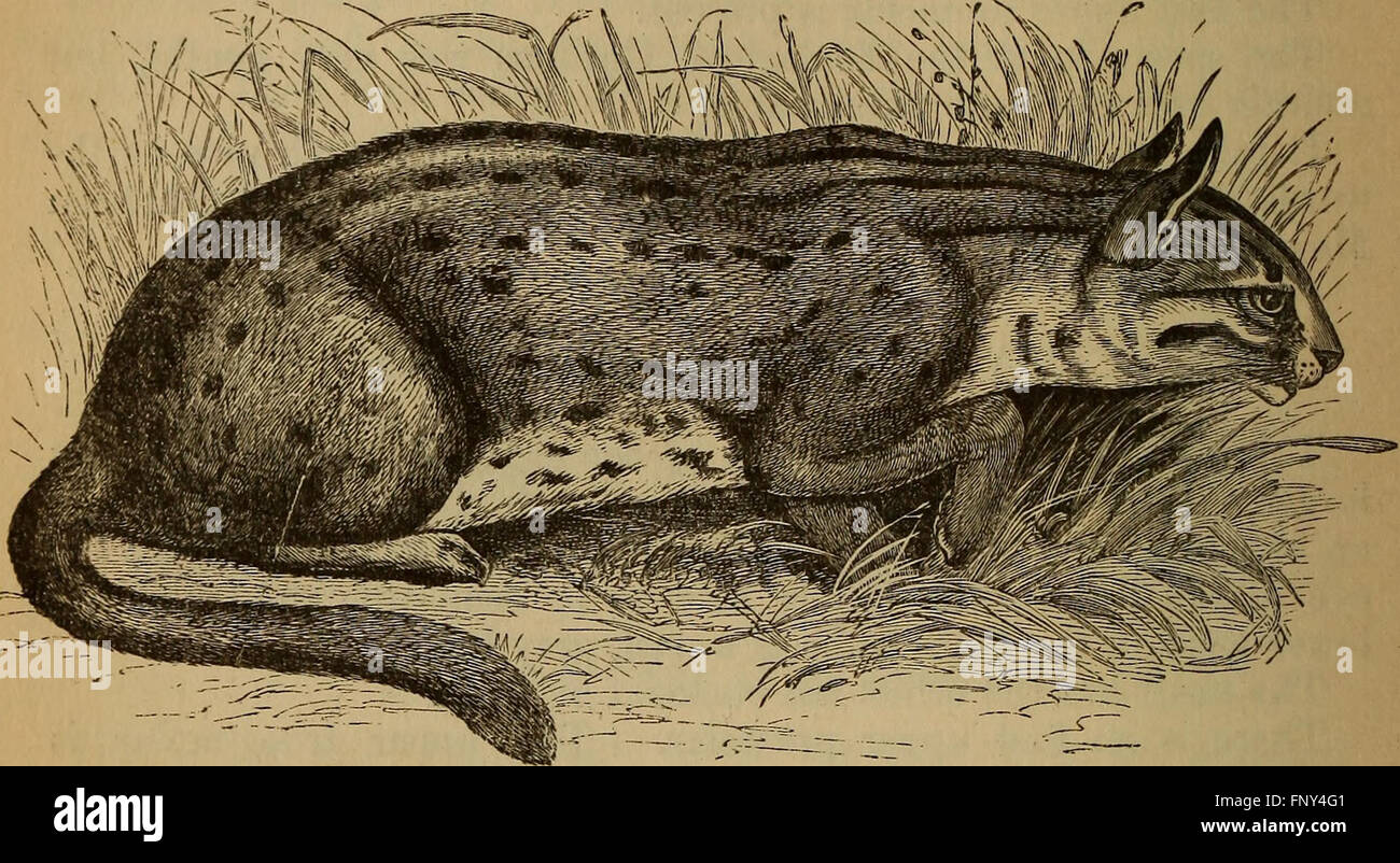 The cat - an introduction to the study of backboned animals, especially ...