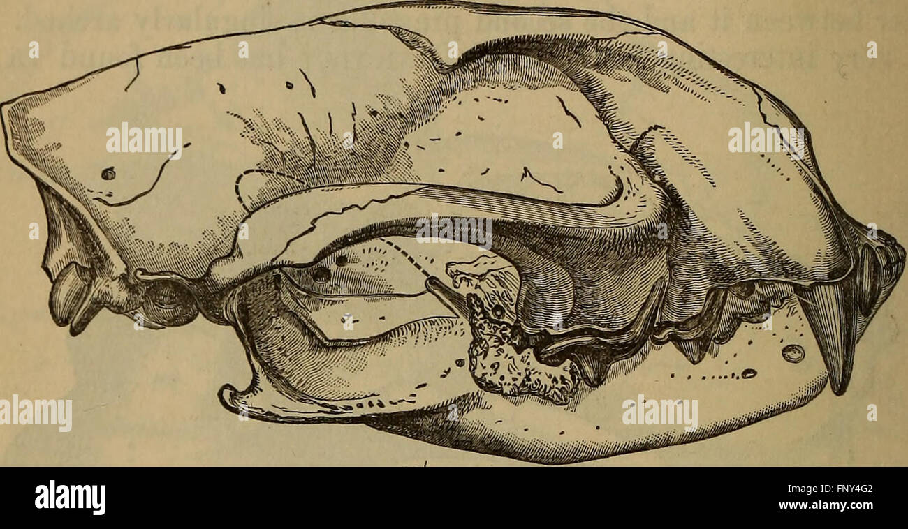 'The Cat' (1881) introduces the study of backboned animals, with a ...