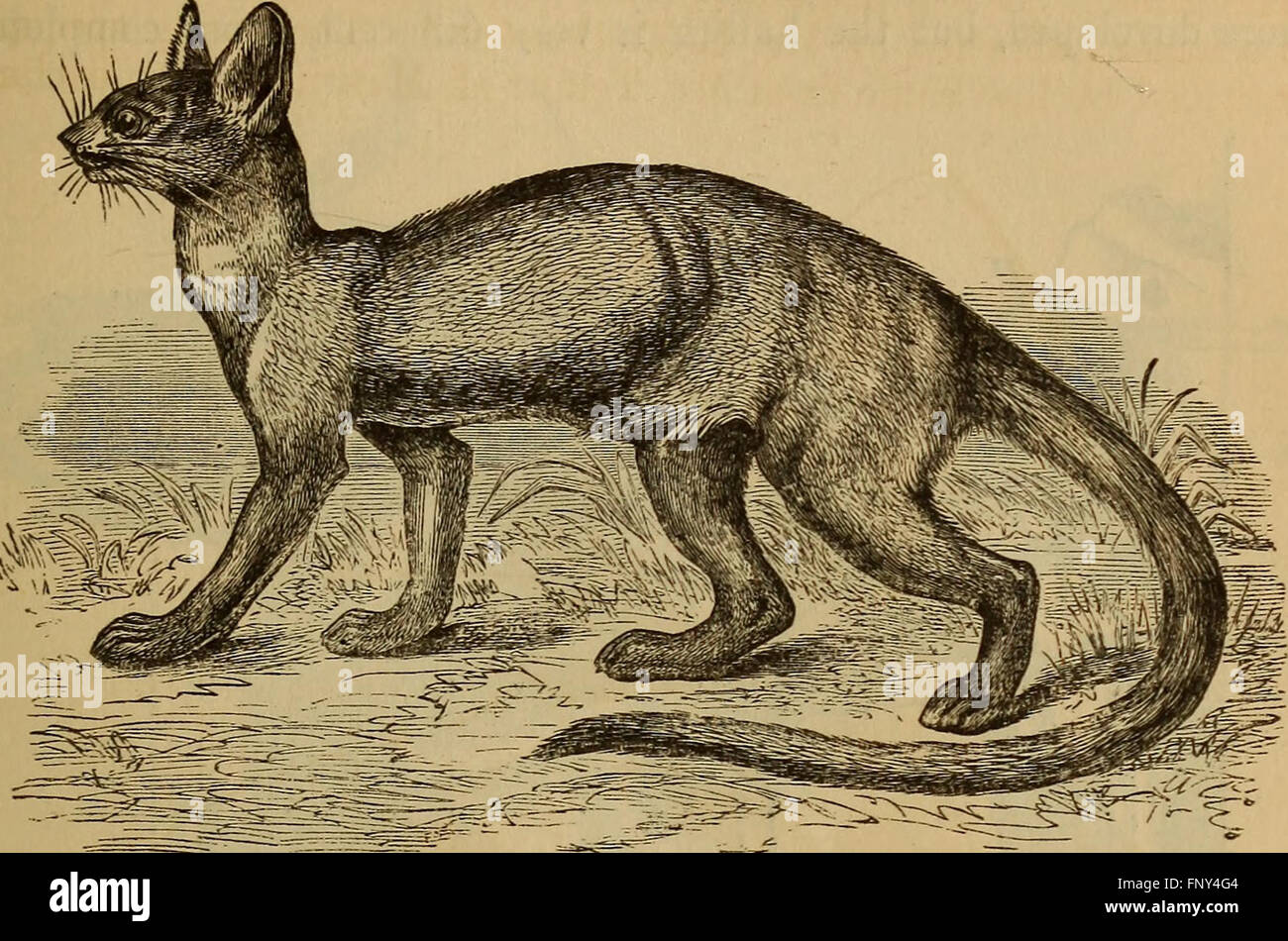 'The Cat' (1881) introduces the study of mammals, with a focus on cats ...