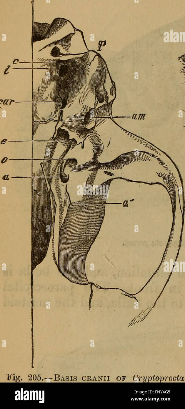 The cat - an introduction to the study of backboned animals, especially ...