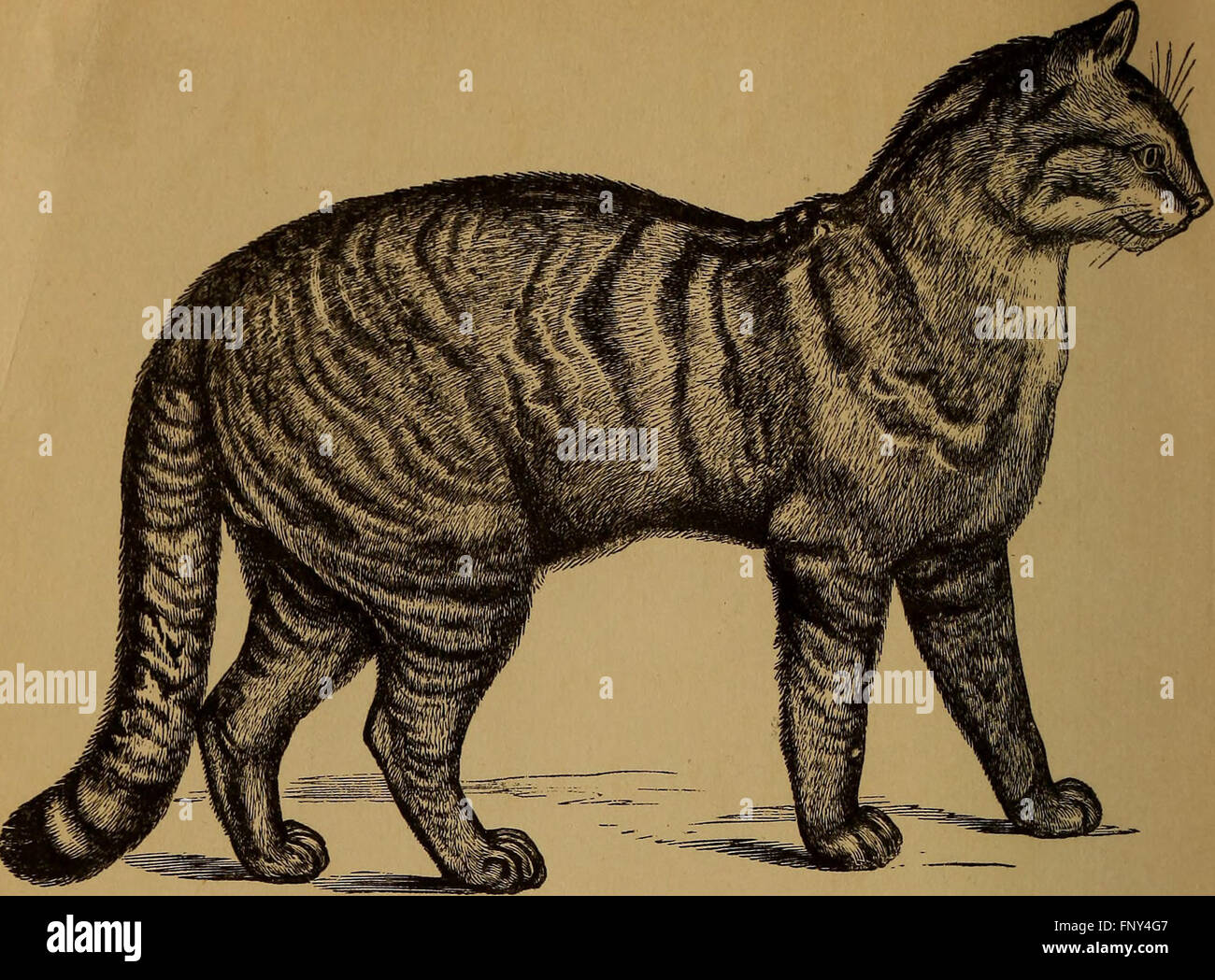The cat - an introduction to the study of backboned animals, especially ...