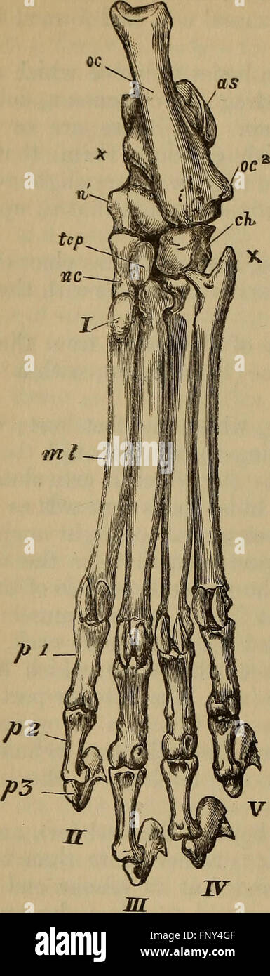 This book introduces the study of cats and other backboned animals ...