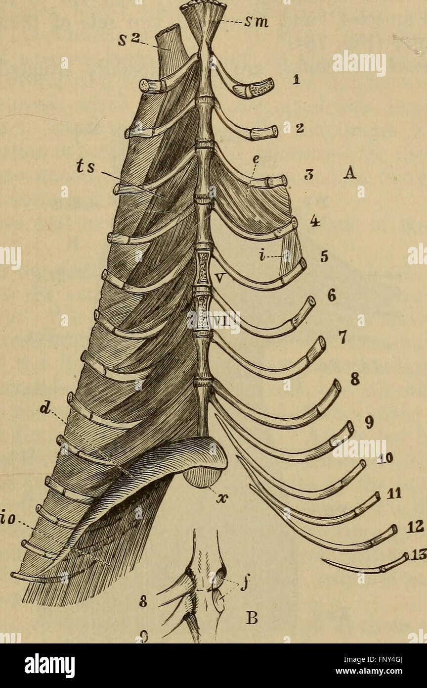 The cat - an introduction to the study of backboned animals, especially ...