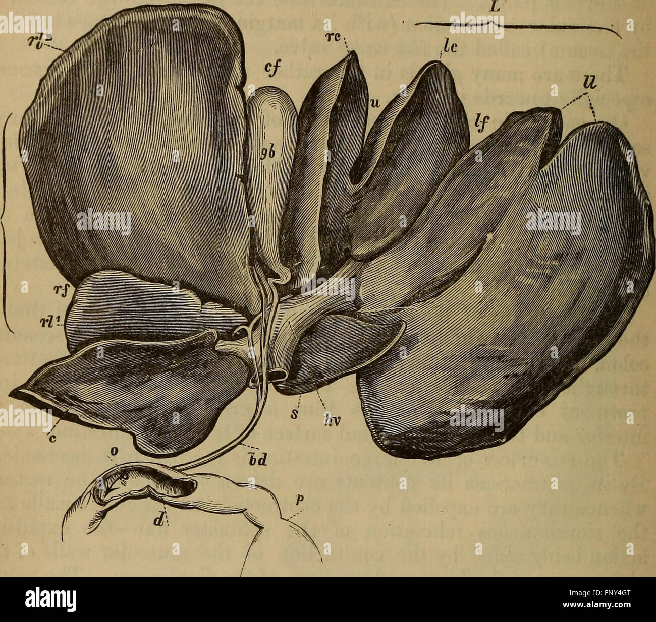 The cat - an introduction to the study of backboned animals, especially ...
