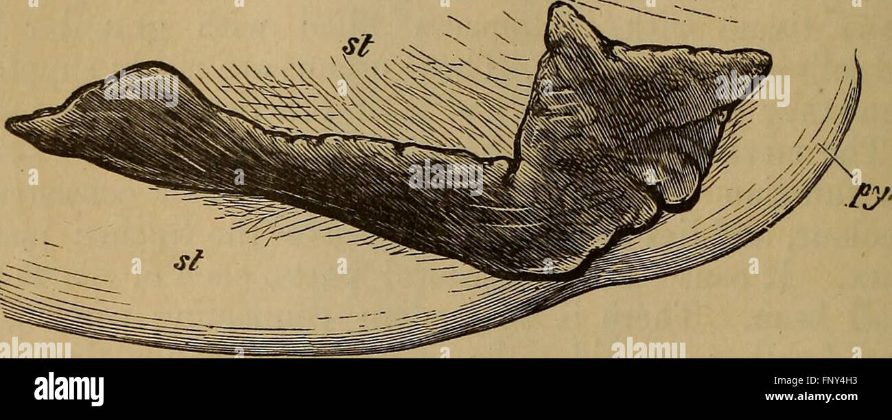 An 1881 introduction to the study of backboned animals, particularly ...