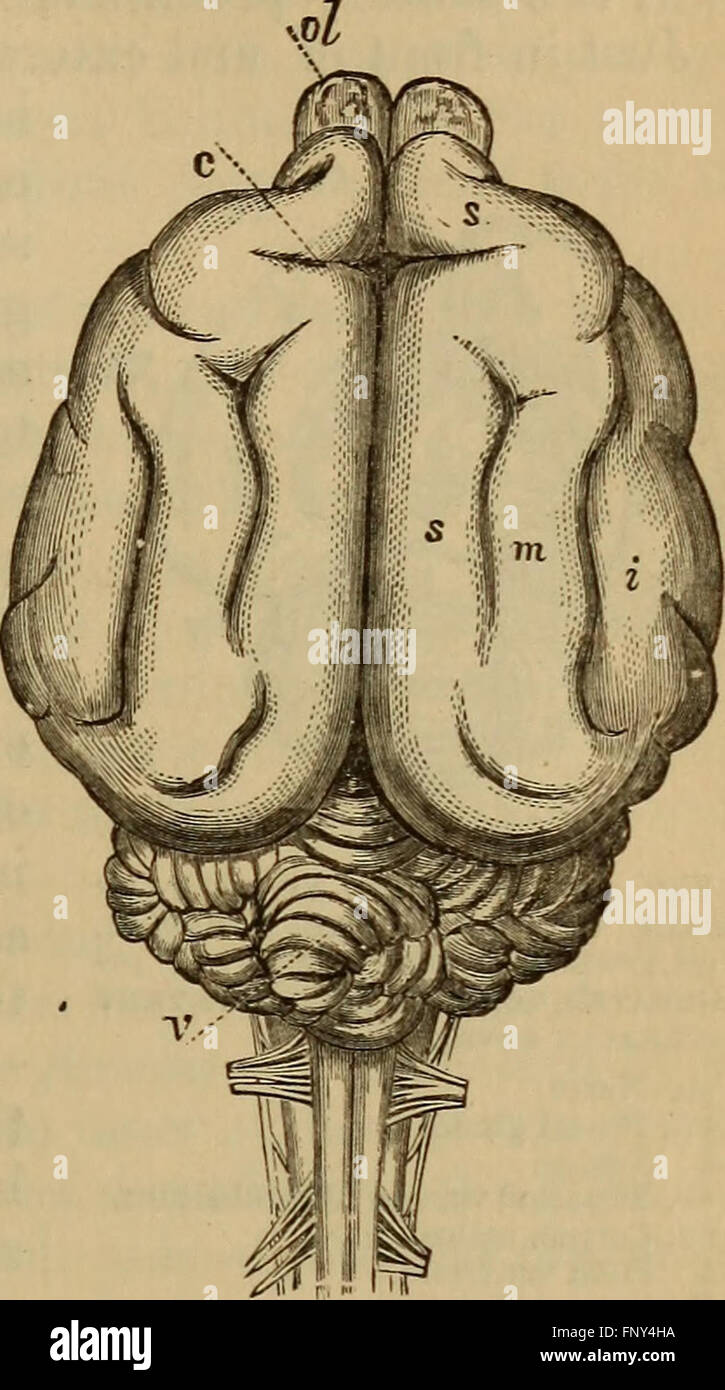*The Cat* (1881) introduces the study of backboned animals, focusing on ...