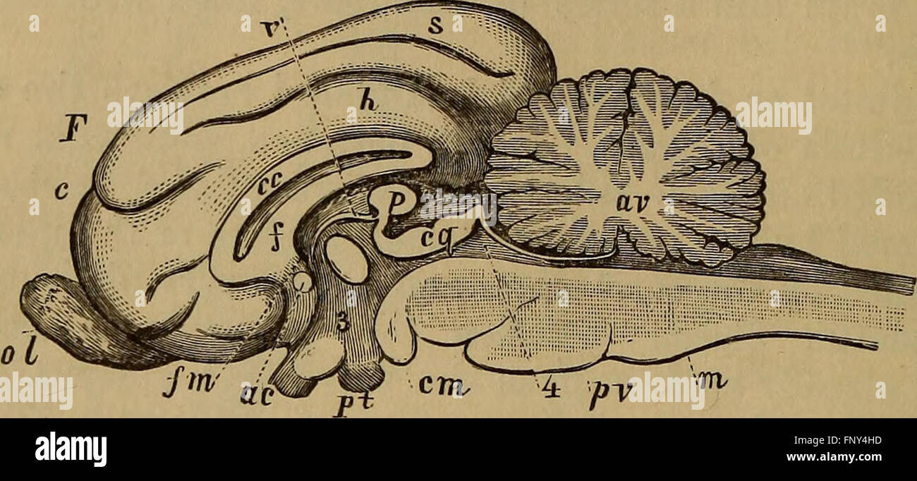 The cat - an introduction to the study of backboned animals, especially ...