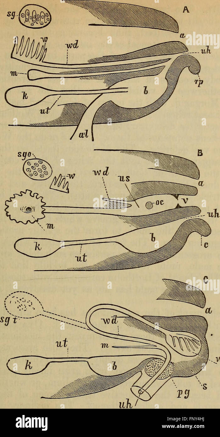 The cat - an introduction to the study of backboned animals, especially ...