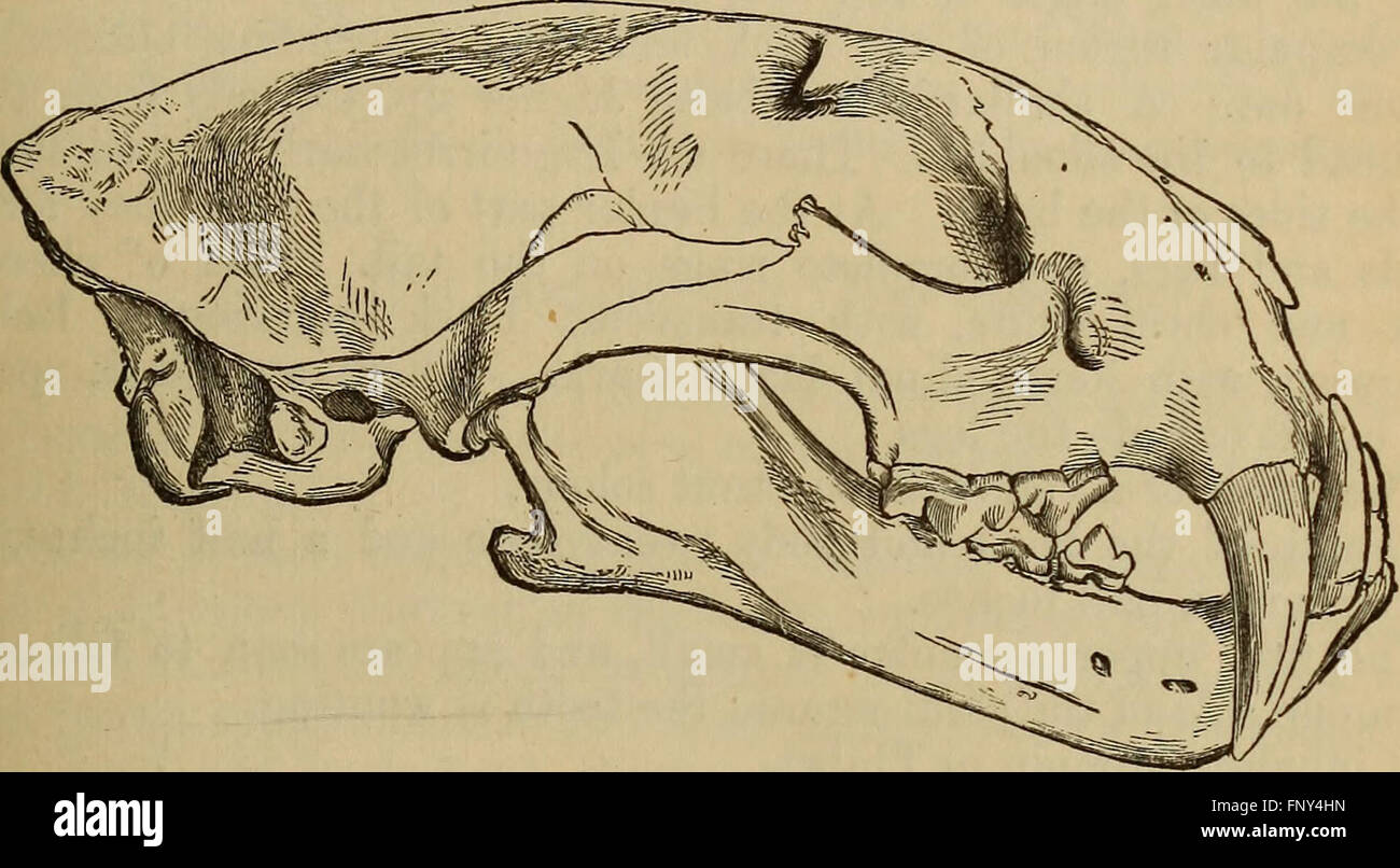 The cat - an introduction to the study of backboned animals, especially ...