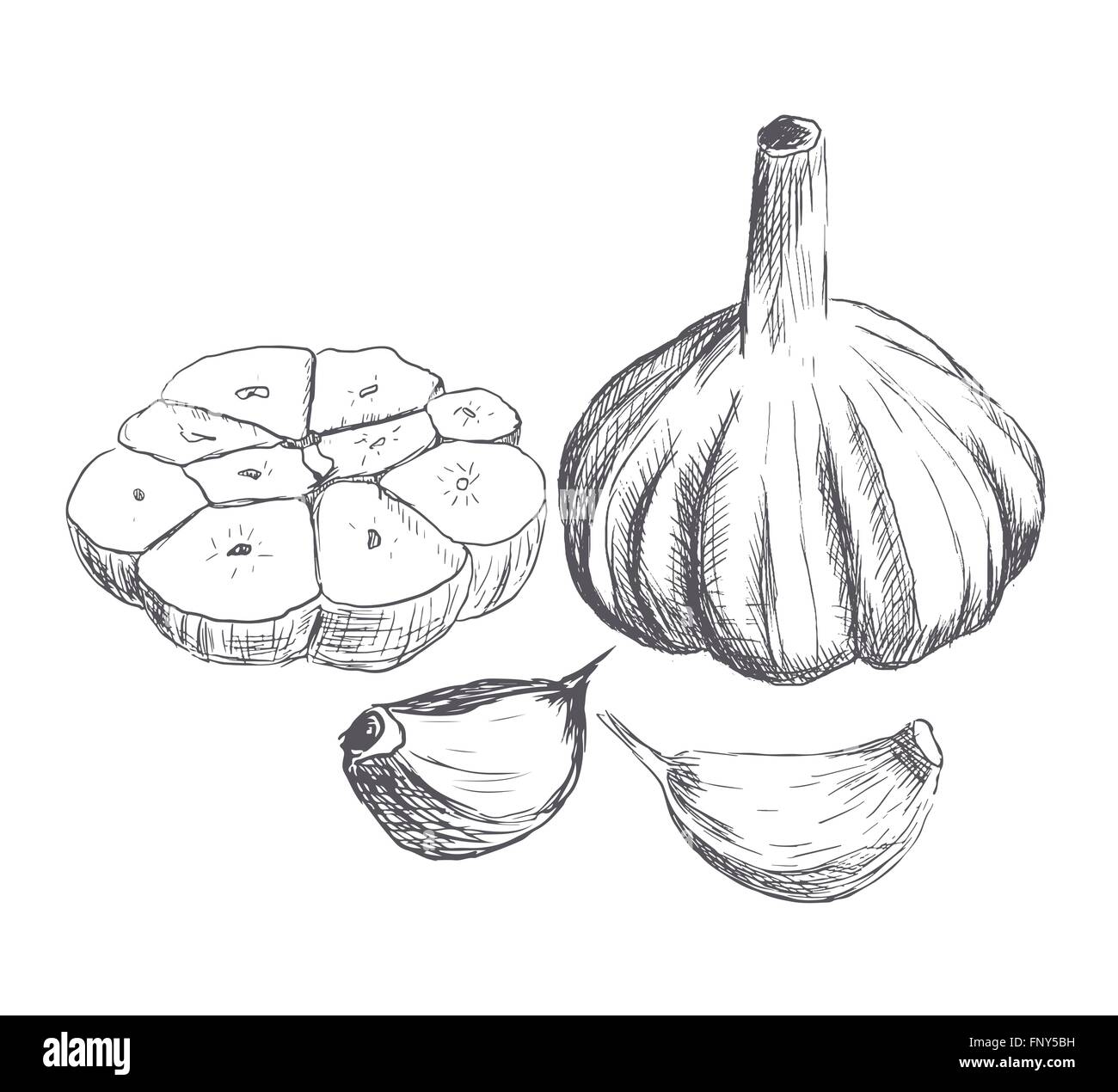 Hand drawn raw garlic sketch Stock Vector Image & Art - Alamy