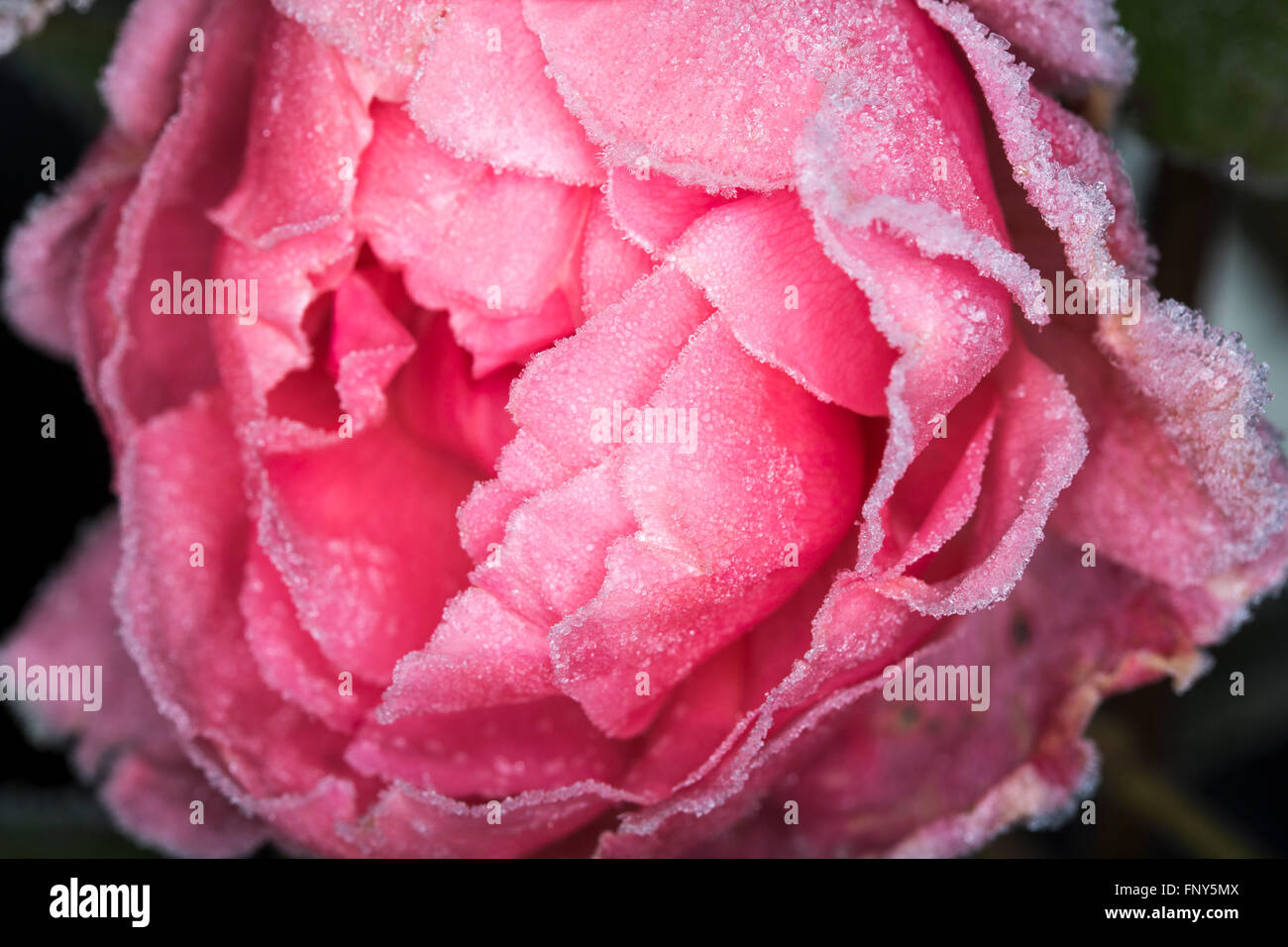 Ice and frost crystals on a pink rose in the early morning sunlight ...