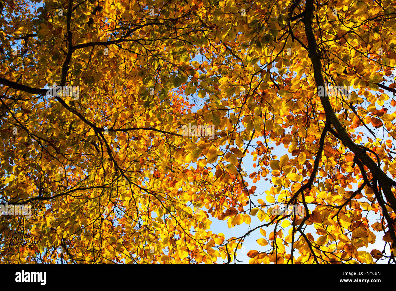 Autumn leaves as a canopy on a large beech tree Stock Photo - Alamy