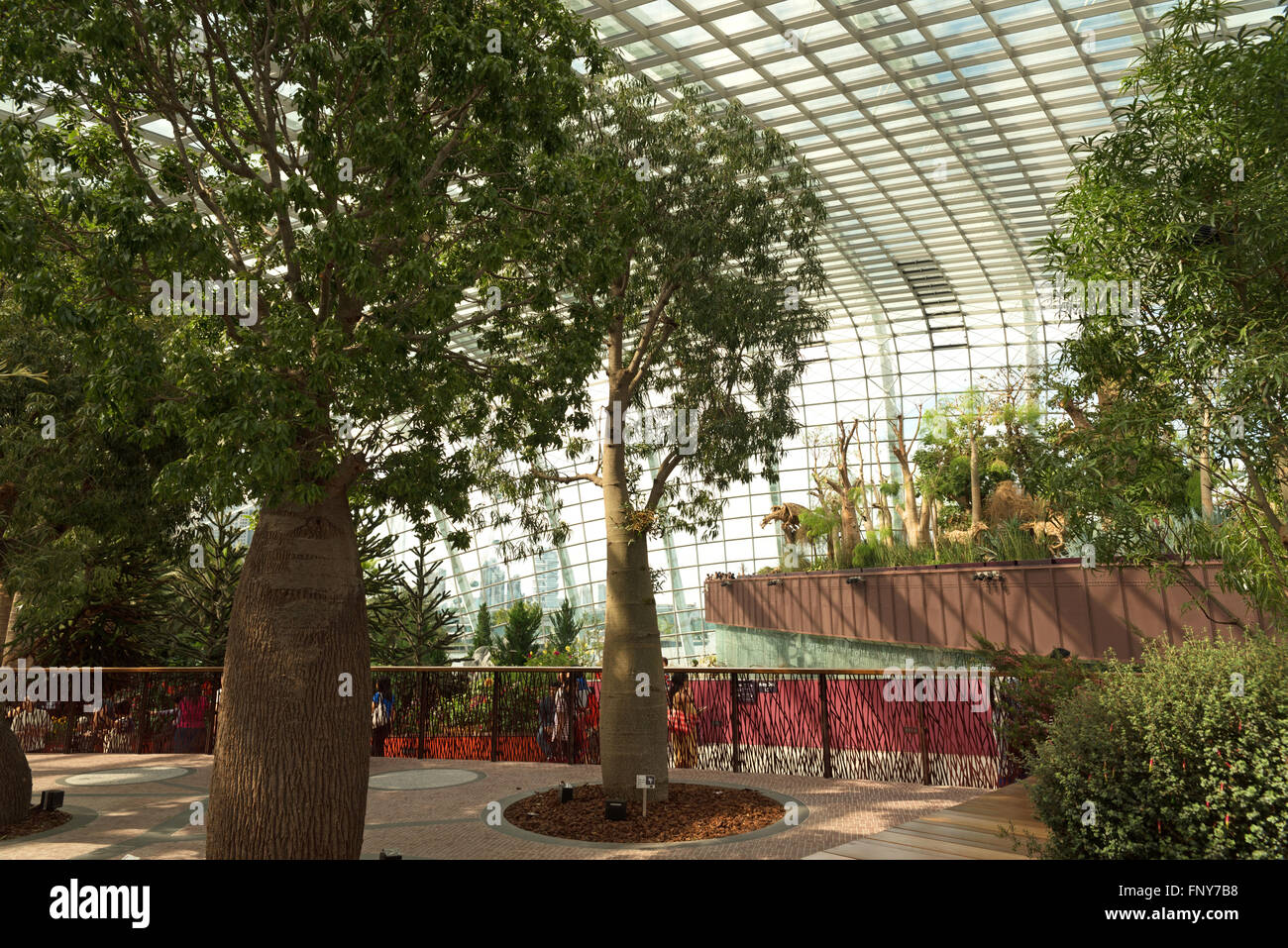 Singapore - march,2016.Baobab and Olive trees in Flower Dom ,Gardens by ...