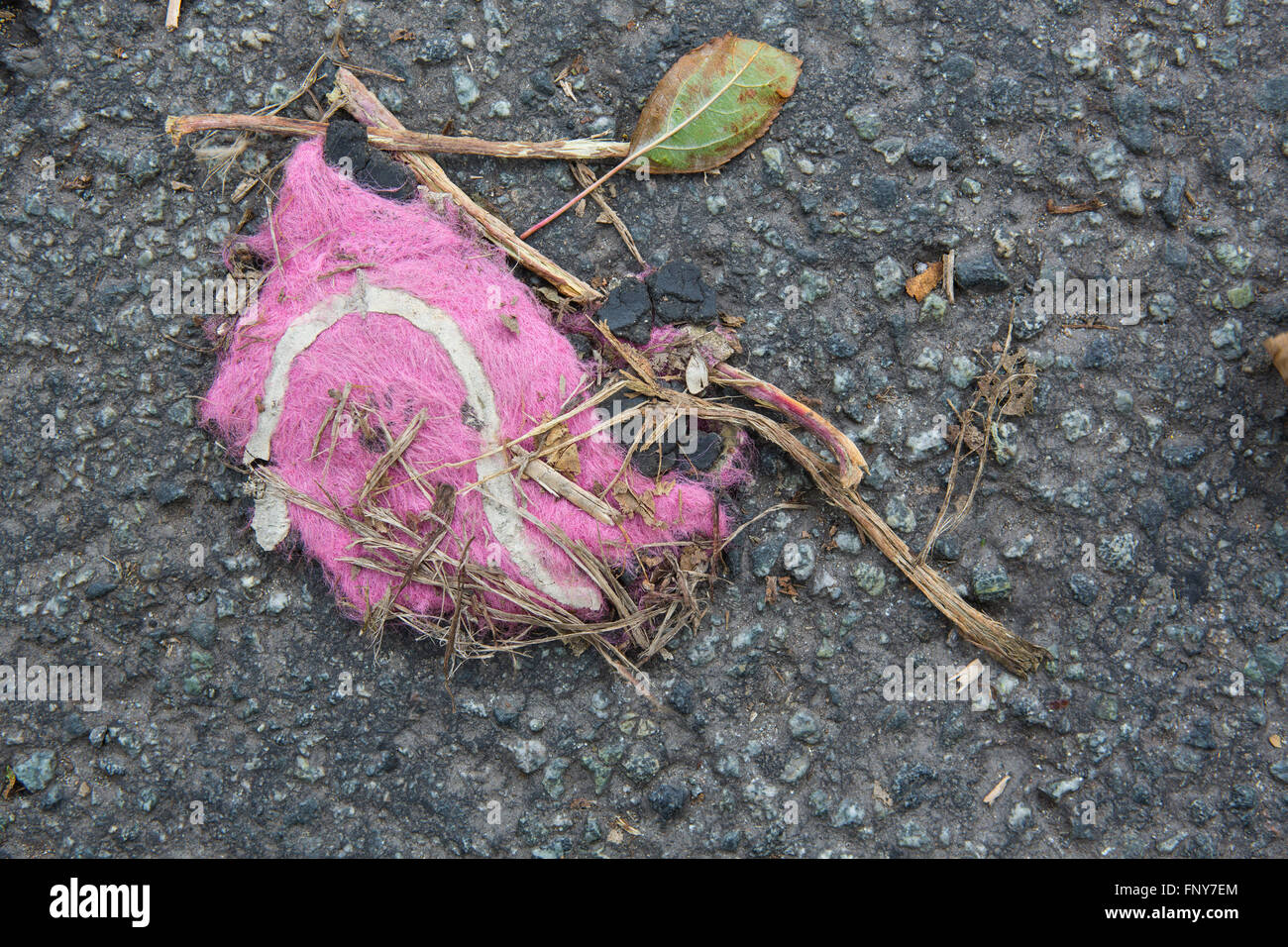 A squashed pink tennis ball lies on the tarmac road covered with dead ...