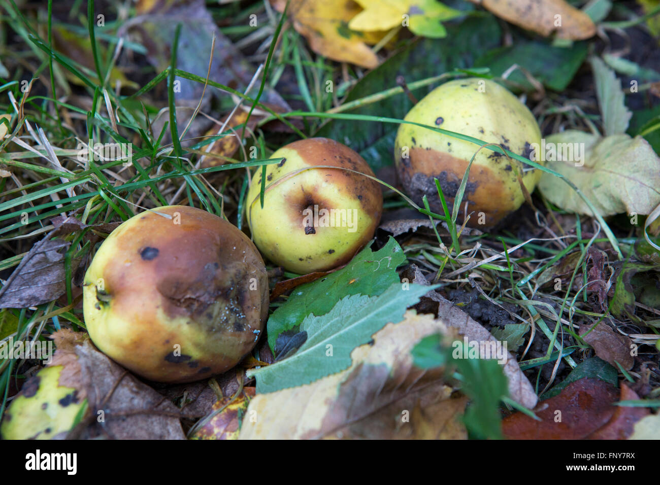 Wind fallen apples lying in various states of decay In the grass and ...