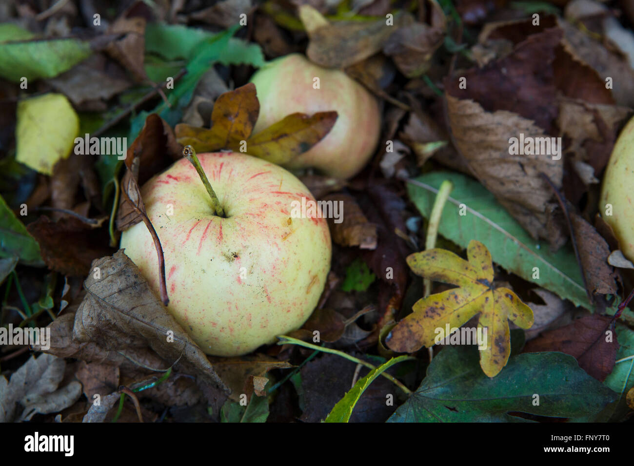 Wind fallen apples lying in various states of decay In the grass and ...
