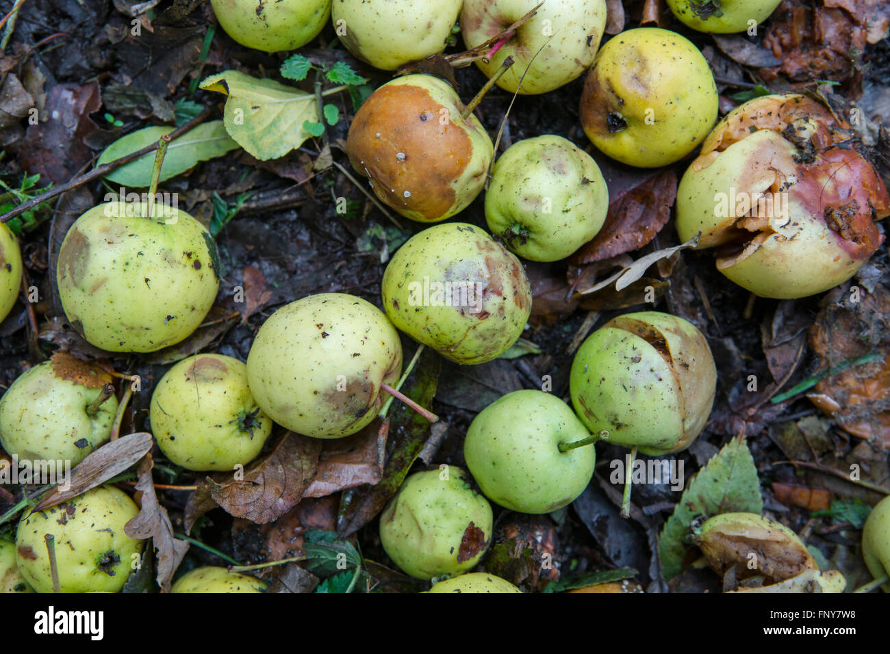 Wind fallen apples lying in various states of decay In the grass and ...