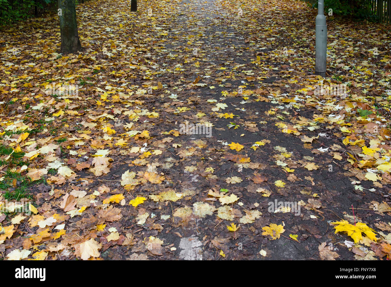 pathway with autumn leaves scattered on the ground Stock Photo - Alamy