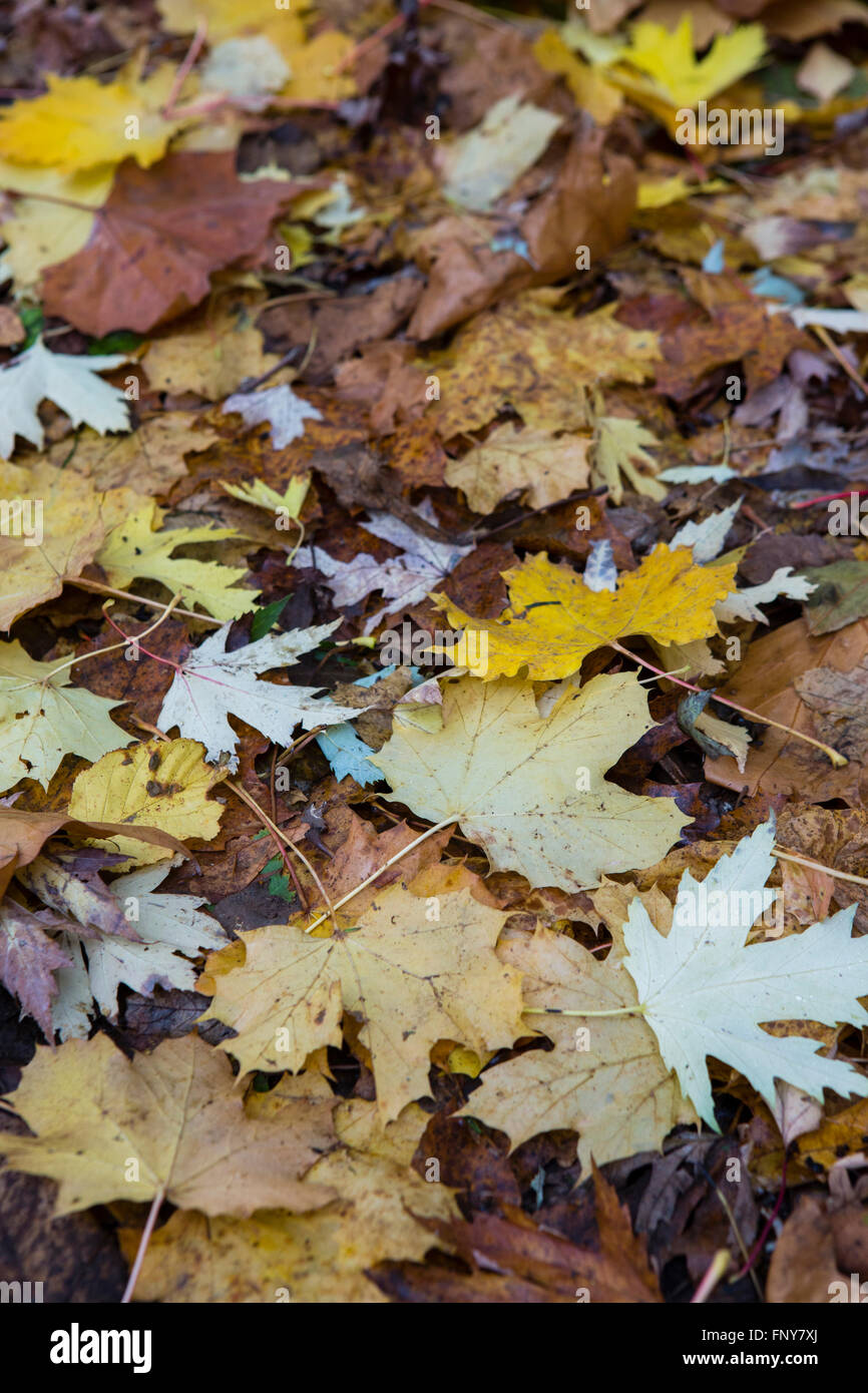 pathway with autumn leaves scattered on the ground Stock Photo - Alamy