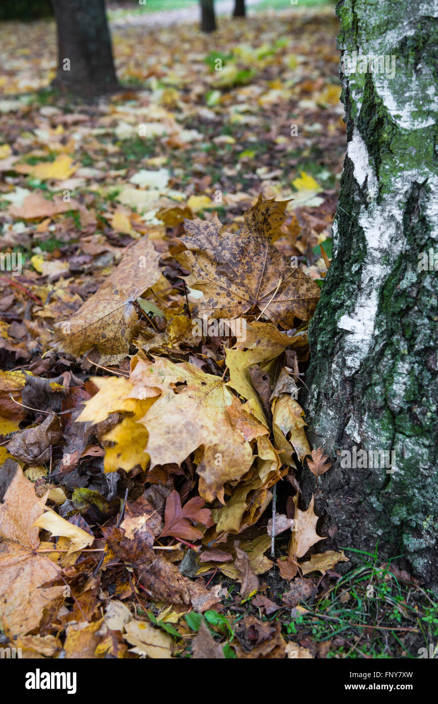 Blowing leaves tree hi-res stock photography and images - Alamy