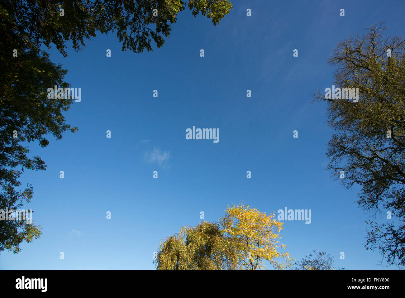 Autumn leaves blowing wind hi-res stock photography and images - Alamy