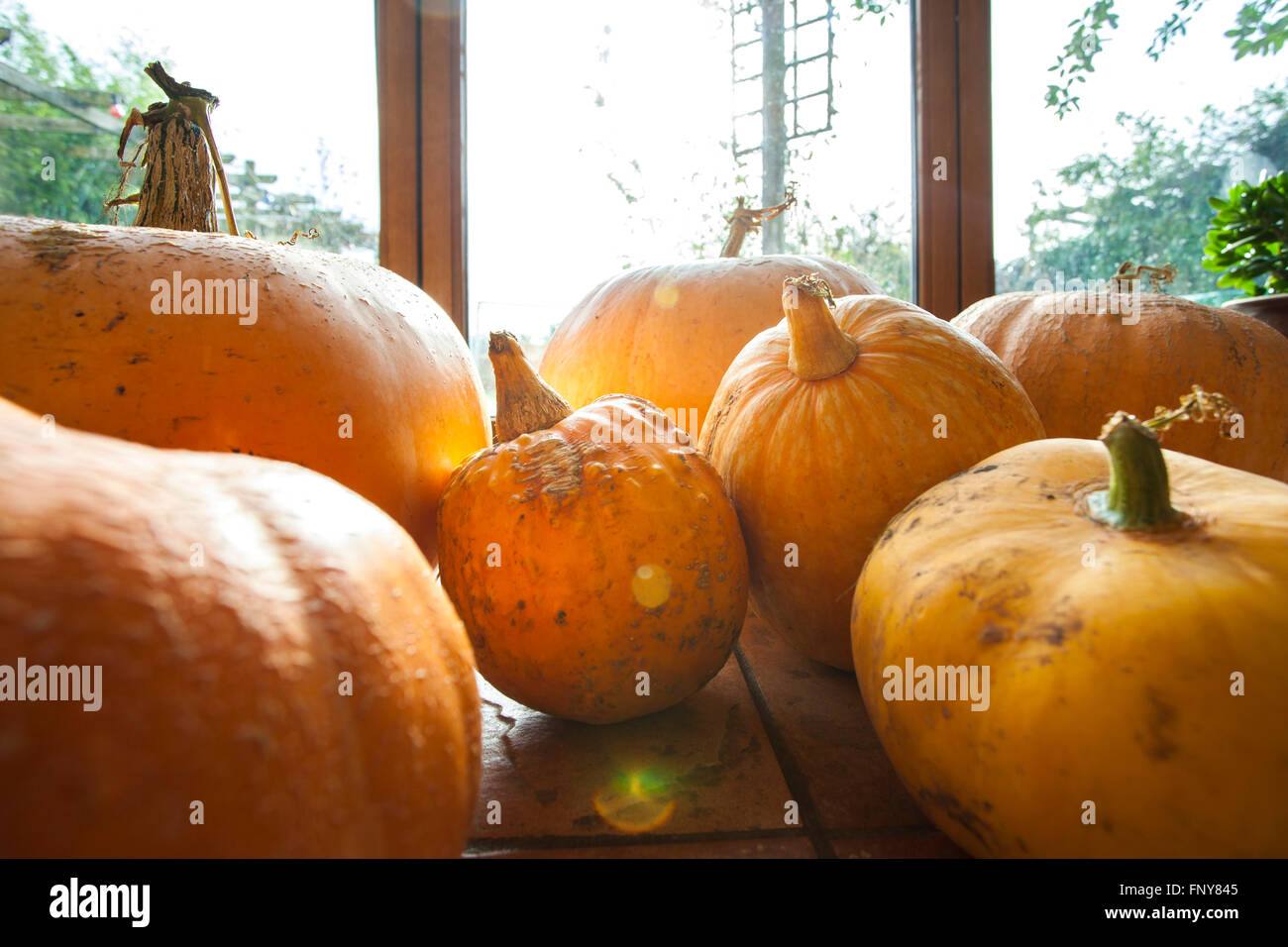 A large harvest of pumpkins in a variety fo sizes sat in the autumn ...