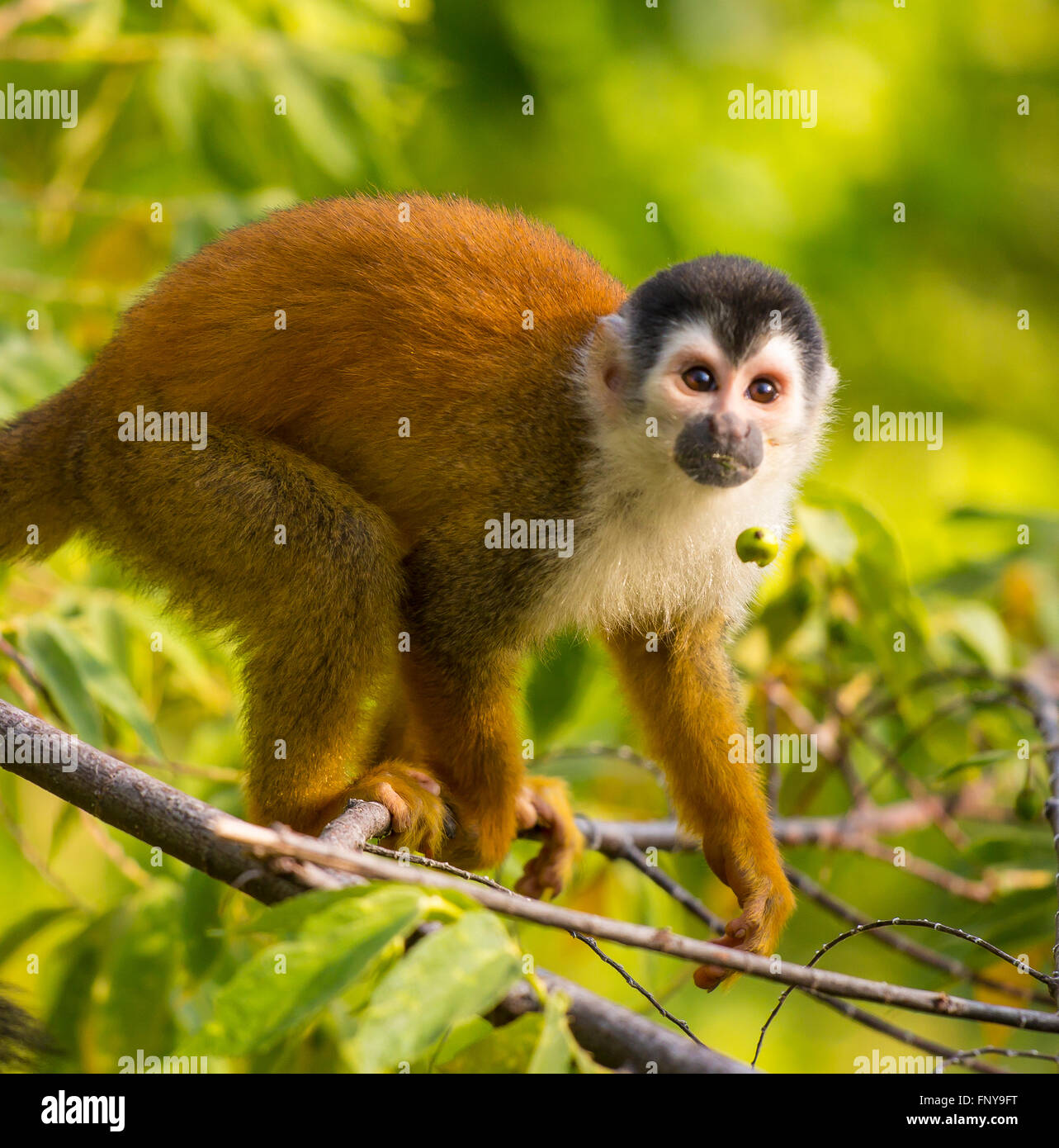 Squirrel Monkey