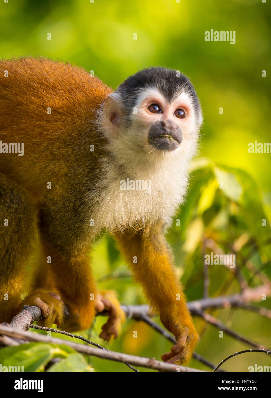 Squirrel Monkey